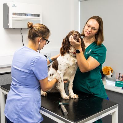 Veterinary care for your pets in Preston | Oakhill Vets